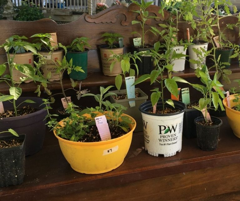 How To Make Money Selling Plants From Home - DIY Market Stand