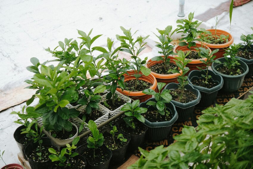 Self-Sufficient Container Gardening